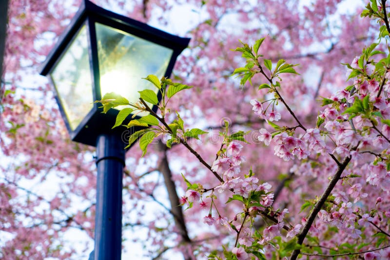 Amazing Beautiful Sakura Bloom in Japan Stock Image - Image of white ...