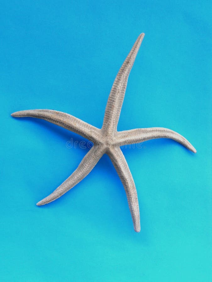 Amazing and Beautiful Starfish Stock Image - Image of starfish, amazing ...