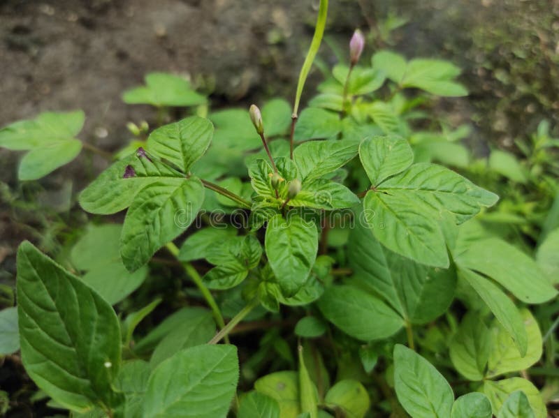Amazing Beutiful Green Leaf Stock Photo - Image of green, beutiful ...