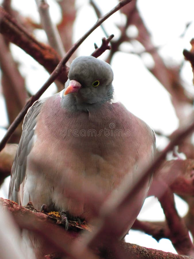 Wonderful Cushat Stock Photos - Free & Royalty-Free Stock Photos from ...