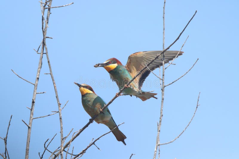 Amazing Bird Eating Insects on the Land Stock Image - Image of tree ...