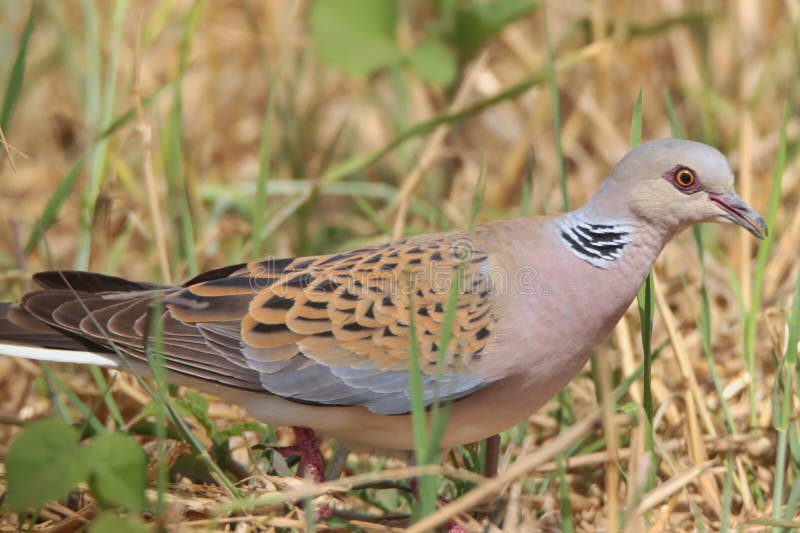 Amazing Bird Eating Insects on the Land Stock Photo - Image of finch ...