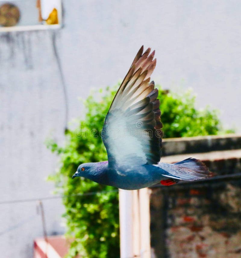 Amazing bird flying shot stock image. Image of flying - 121287767