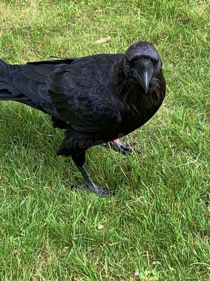 A Close Up of a Raven on the Grass Stock Photo - Image of standing ...