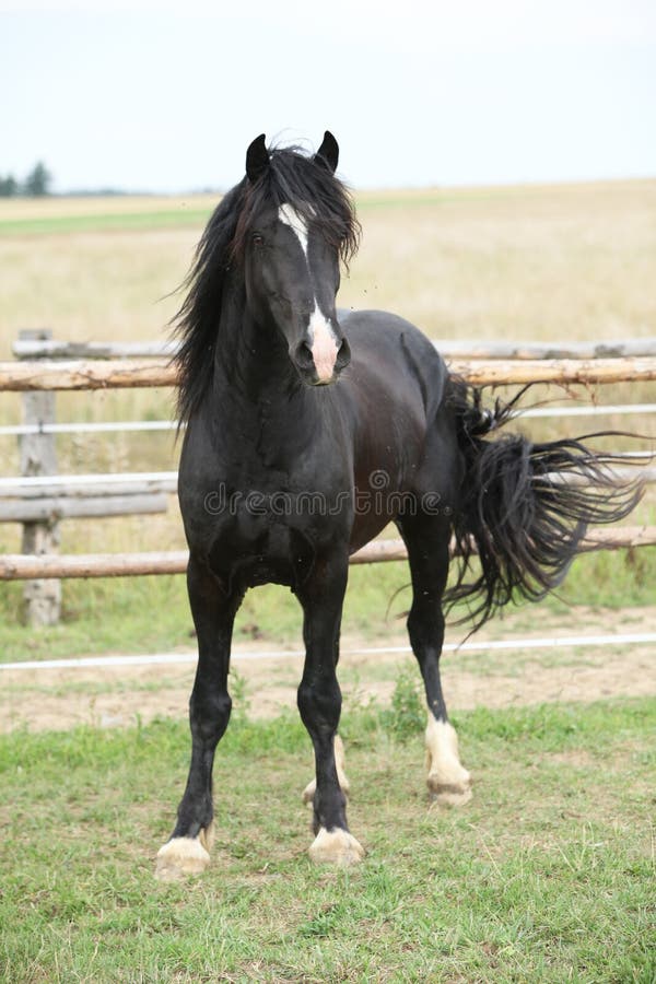 Amazing Black Stallion on Pasturage Stock Image - Image of stand, rest ...