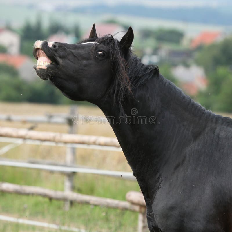 Amazing Black Stallion on Pasturage Stock Image - Image of horse, stand ...