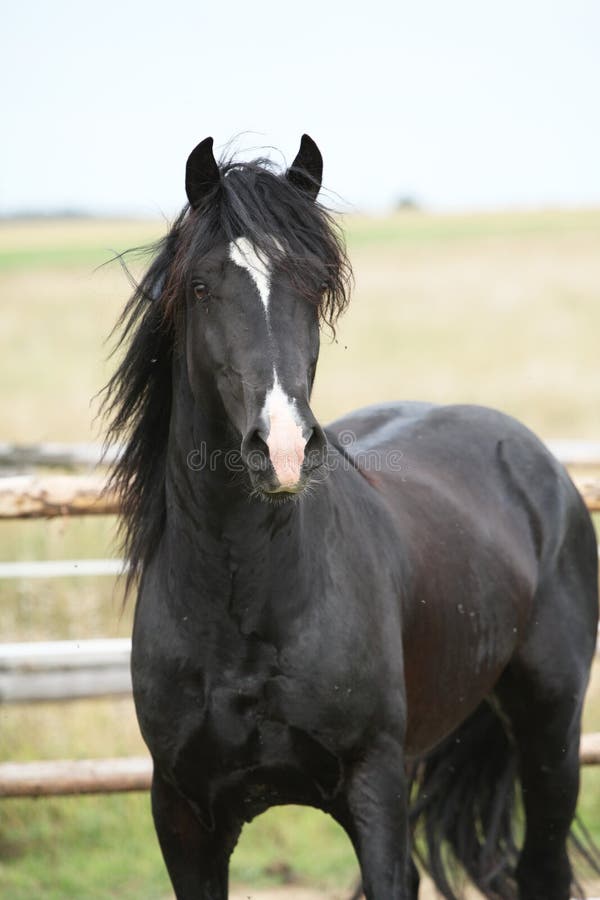 Amazing Black Stallion on Pasturage Stock Image - Image of still ...