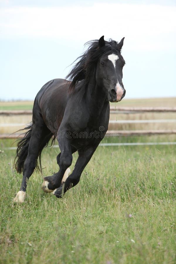Amazing Black Stallion Running on Pasturage Stock Photo - Image of ...