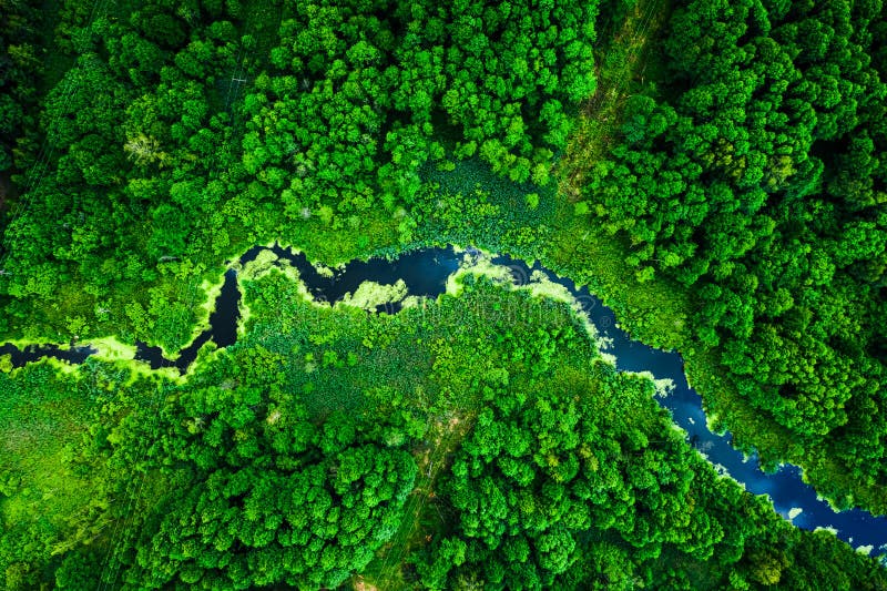Aerial View of Amazon Rainforest in Brazil, South America. Green Forest ...