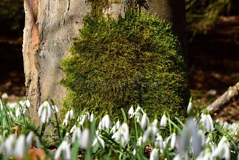 Amazing Blooming Snowdrops in Tree Trunk. Snowdrops Stock Photo - Image ...