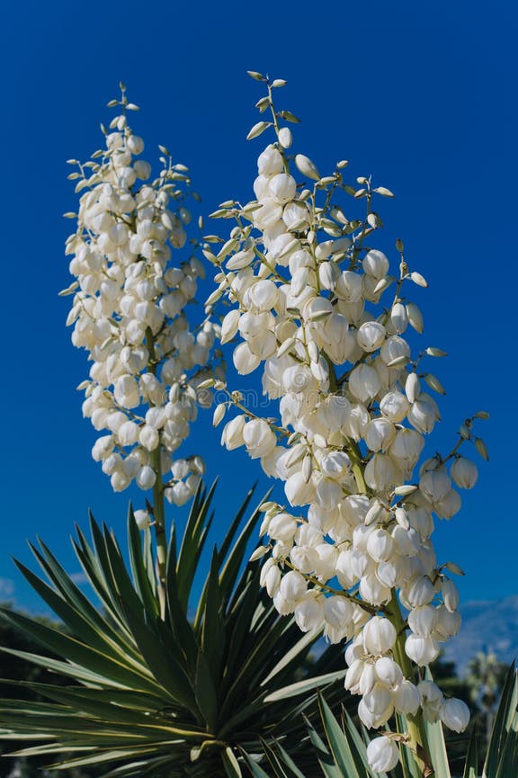 Amazing Blooming Yucca in a Blue Sky Stock Image - Image of leaf ...