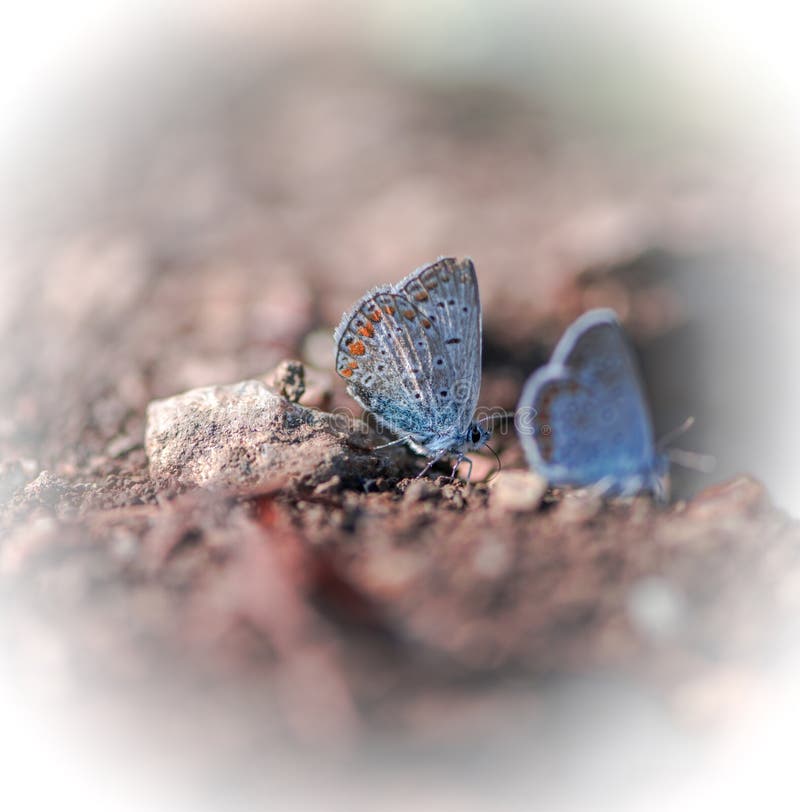 Amazing blue butterfly stock image. Image of field, endangered - 77233621