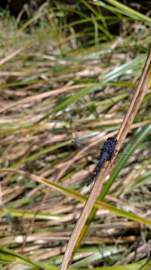 Amazing Blue Dragonfly Back Stock Image - Image of blue, amazing: 229811269