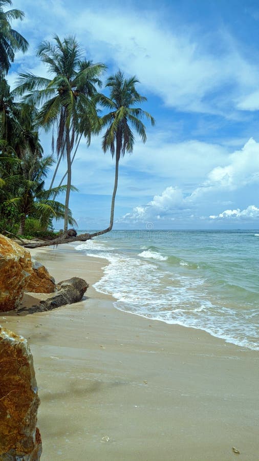 Amazing Blue Sea Water on Tropical Beach and Some Coconut Tree Stock ...