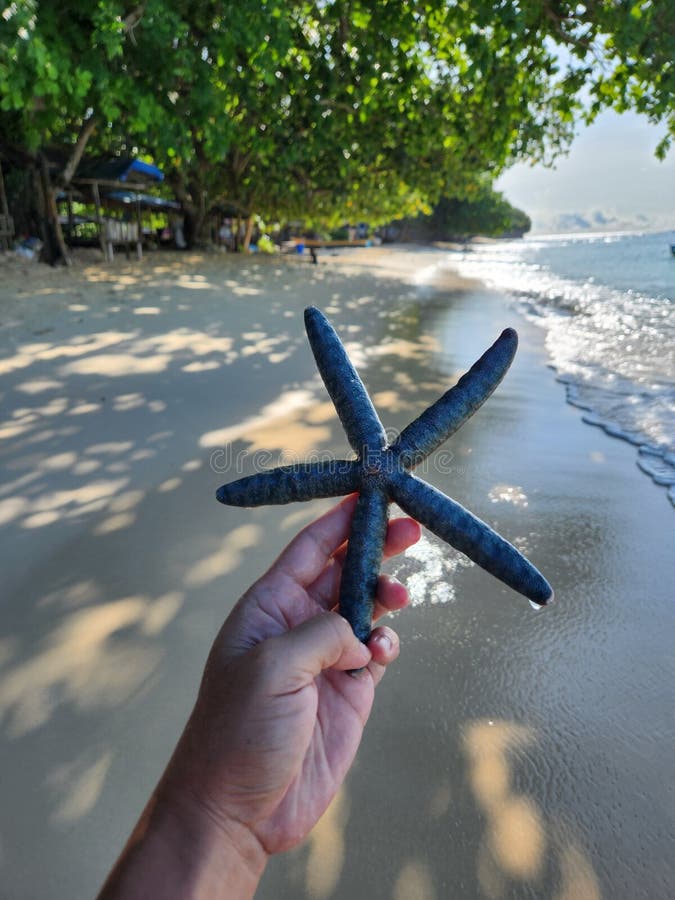 Amazing Blue Star Fish in Soryar Beach Stock Image - Image of amazing, star: 316812919