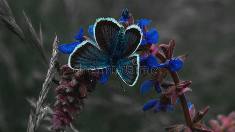 Wild Butterfly stock photo. Image of freedom, ecology - 4054284