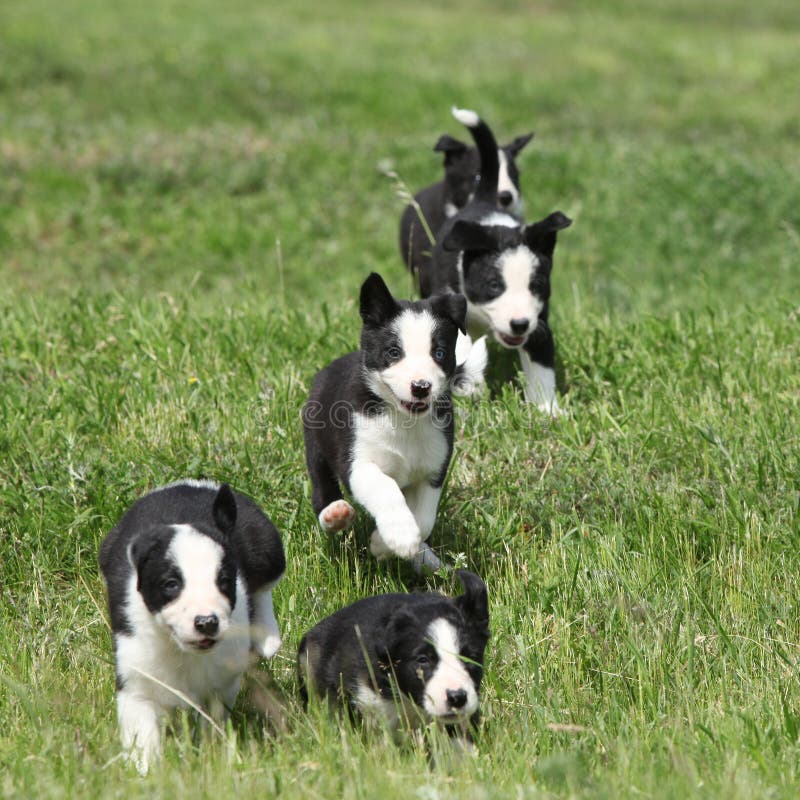 Amazing Border Collie Puppies Stock Image - Image of couple, carnivore ...
