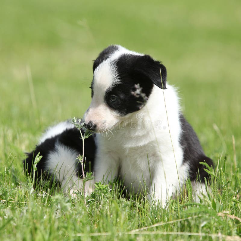 Amazing Border Collie Puppies Stock Photo - Image of couple, vigilant ...