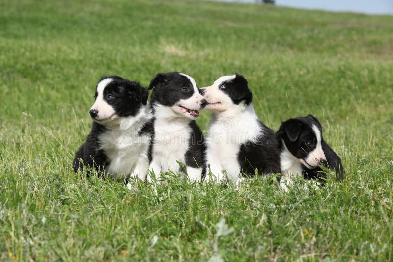 Amazing Border Collie Puppies Stock Image - Image of vigilant, young ...