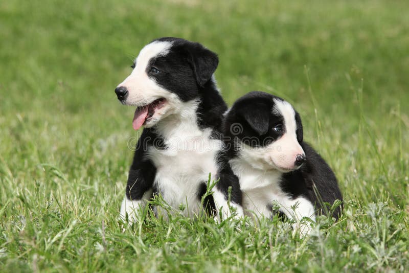 Amazing Border Collie Puppies Stock Image - Image of breed, couple ...