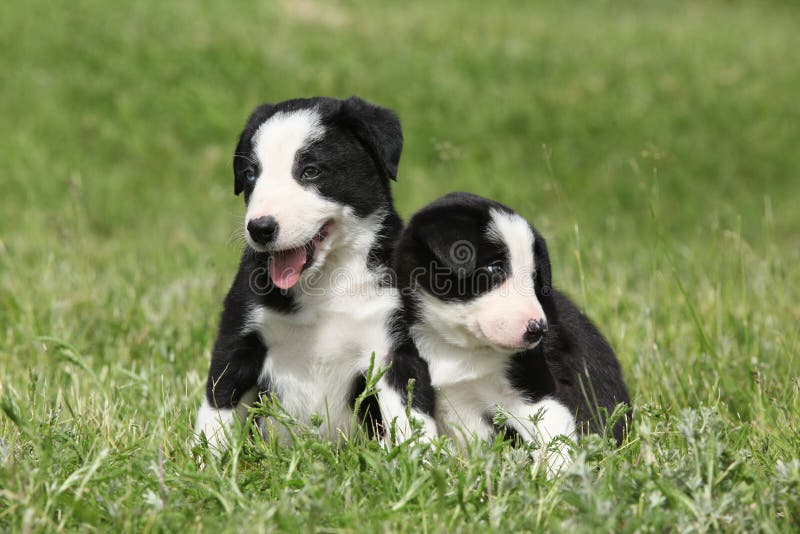 Amazing Border Collie Puppies Stock Photo - Image of doggy, border ...