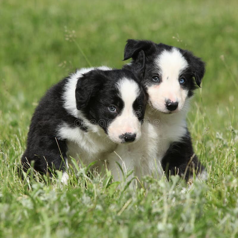 Amazing Border Collie Puppies Stock Photo - Image of looking, small ...