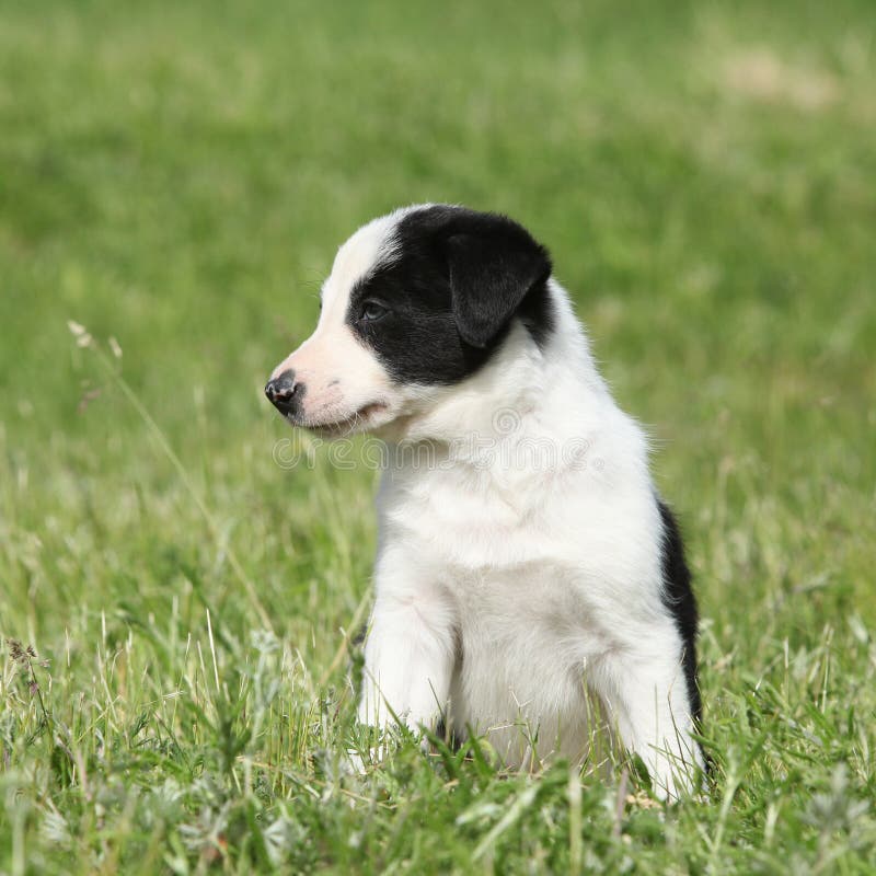 Amazing Border Collie Puppy Stock Photo - Image of collie, breed: 207839836