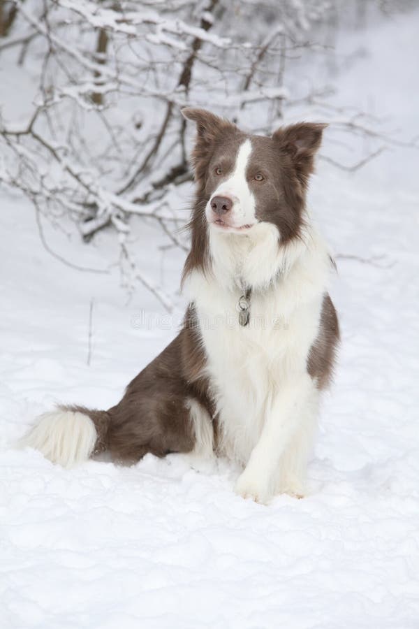 Amazing Border Collie in Winter Stock Image - Image of drift, obedient ...