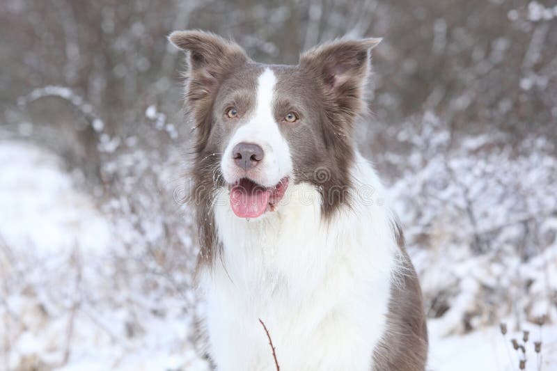 Amazing Border Collie in Winter Stock Image - Image of animal, vigilant ...