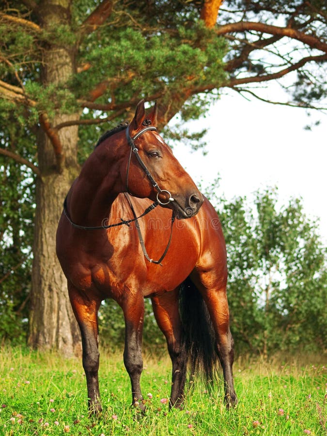 Amazing Breed Bay Stallion Near Pine Stock Image - Image of equitation ...