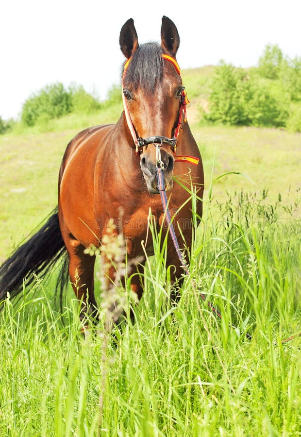 Amazing Breed Stallion in Summer Meadow Stock Photo - Image of sportive ...