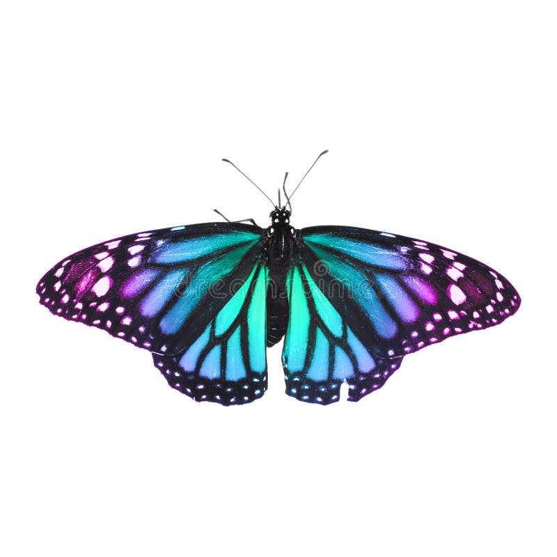 Amazing Bright Color Butterfly Isolated Stock Photo - Image of wing ...