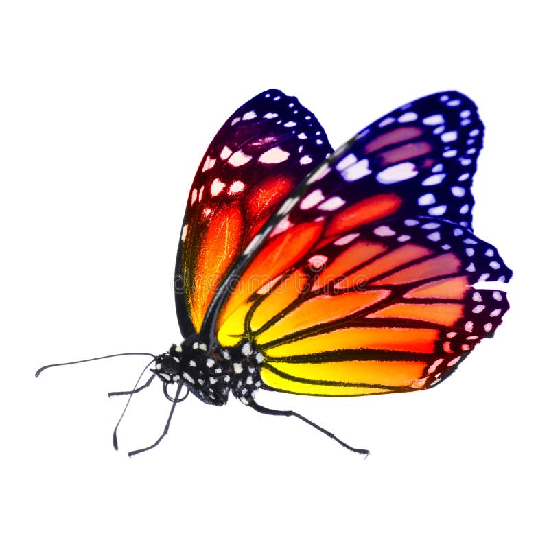 Amazing Bright Color Butterfly Stock Photo - Image of butterfly ...