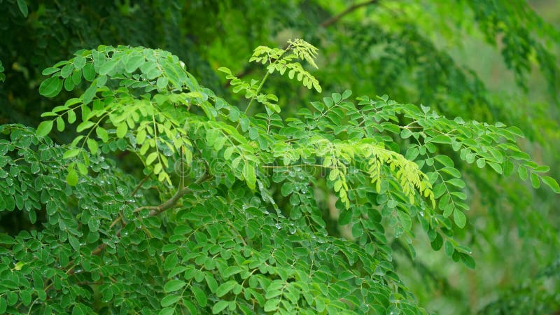 Moringa or Sahjan Tree Trunk View. Drought Resistant Tree of the Family ...