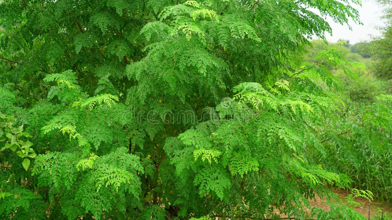 Amazing Bright Greenish Leaves of Sahjan or Moringa Tree Stock Image ...