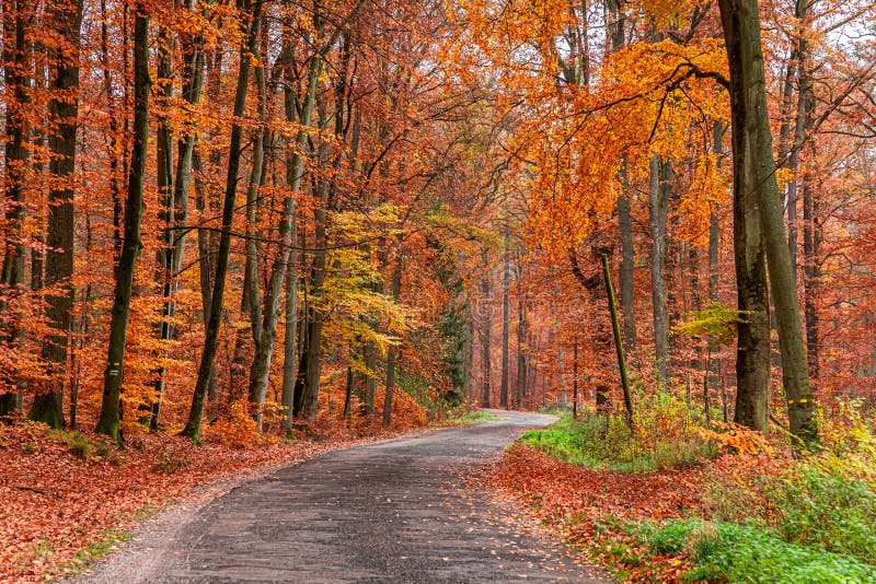 A Brown Forest Person Sitting on a Wood Stock Photo - Image of mammal ...