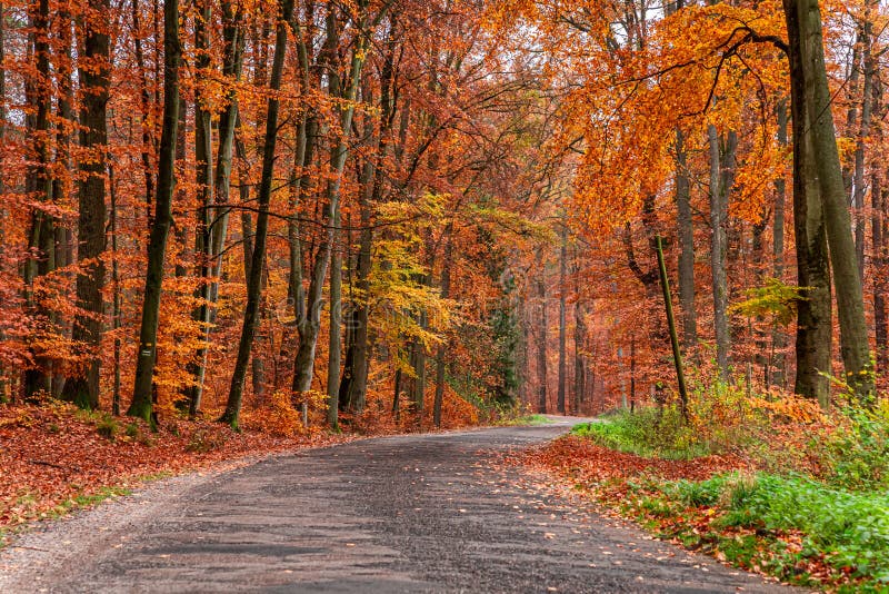 Amazing Brown Forest in the Fall, Poland Stock Image - Image of fall ...