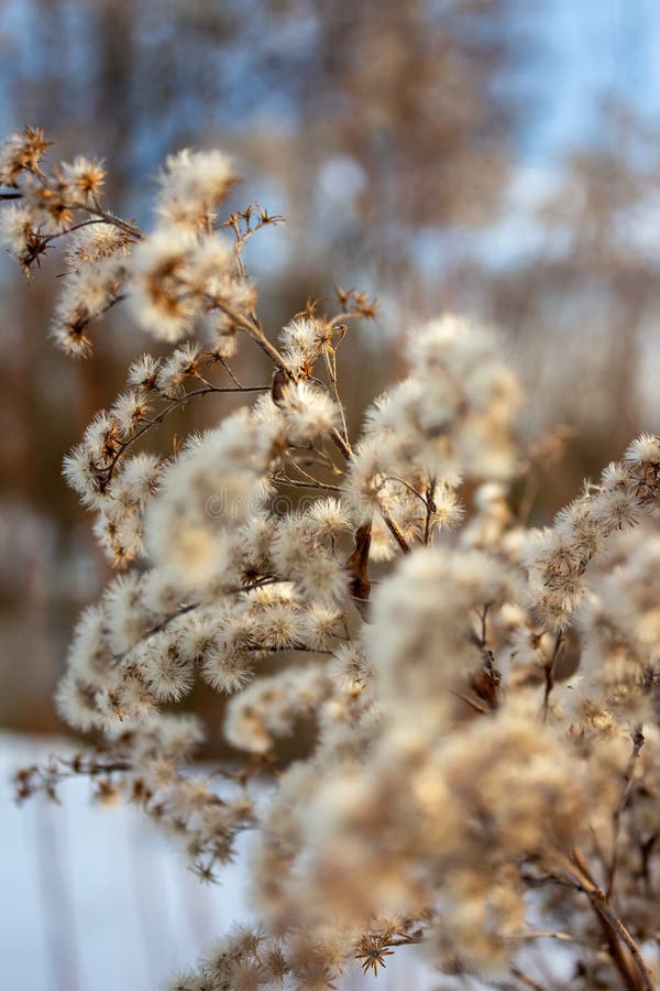 Amazing bush in sunlight stock image. Image of plant - 307266433
