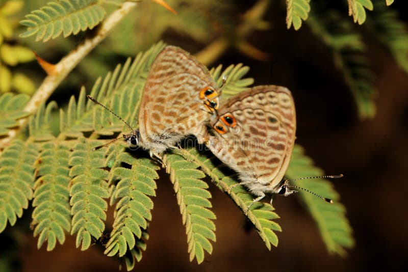 Amazing Butterfly& X27;s Drinking Straw Nectar Insect Stock Image ...