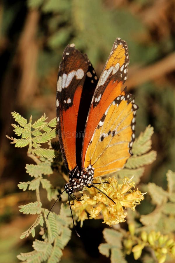 Amazing Butterfly& X27;s Drinking Straw Nectar Insect Stock Photo ...
