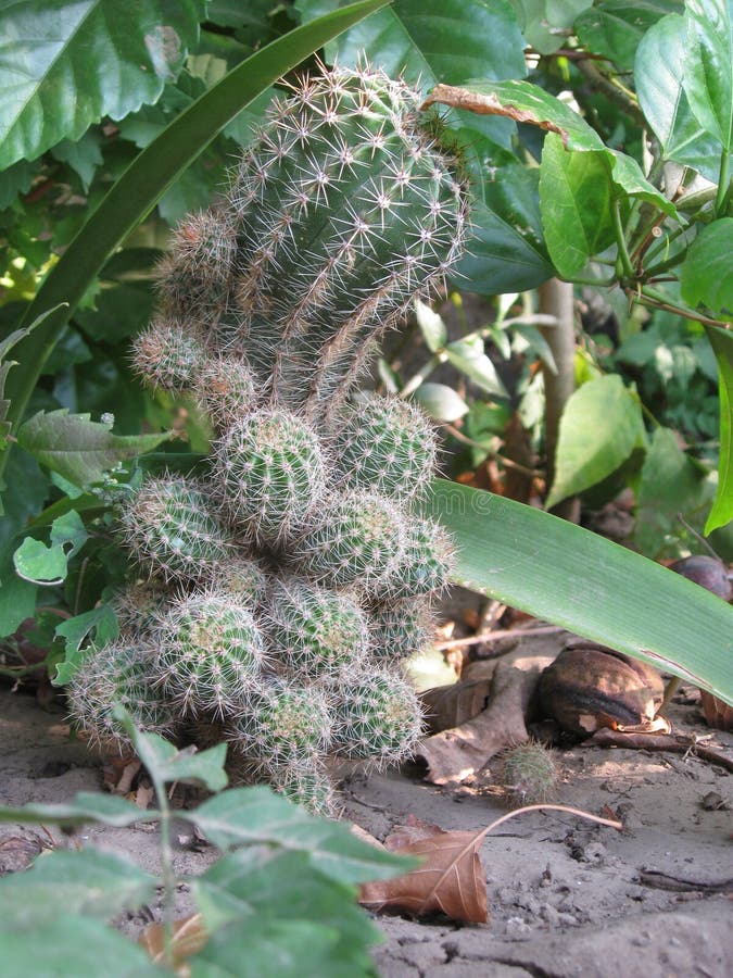 Amazing Cactus in Dry Soil Surrounded by Greenery Stock Photo - Image ...