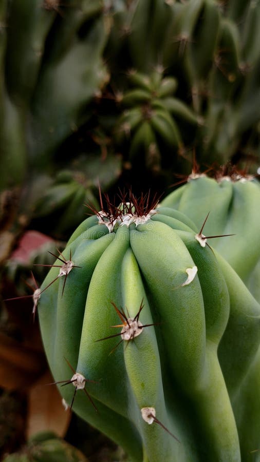 Amazing Cactus Tree in the Yard? Stock Photo - Image of tree, natural ...
