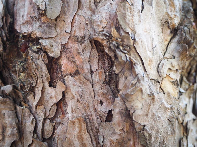 Amazing Captures in the Natural Forest Stock Photo - Image of grunge ...