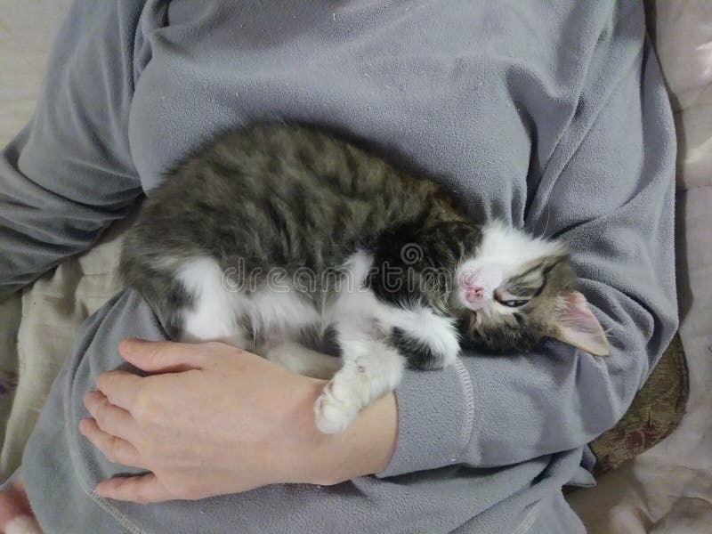 Amazing Cat stock photo. Image of cats, taking, amazing - 164945152