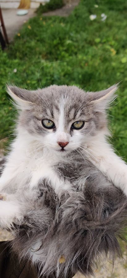 Amazing cat kitten. stock image. Image of naturr, animal - 251471273