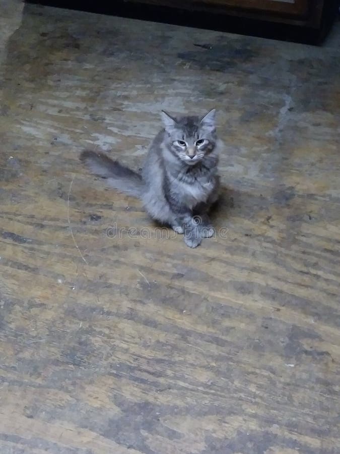 Amazing Cat stock photo. Image of taking, cats, beautiful - 164944836