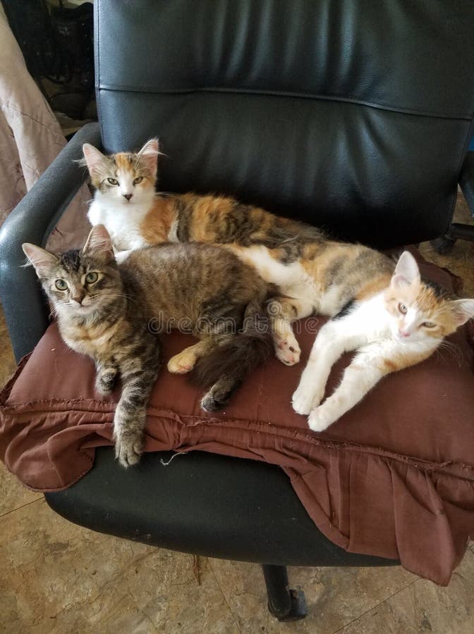 Amazing Cats Taking Beautiful Pictures Stock Image - Image of cats ...