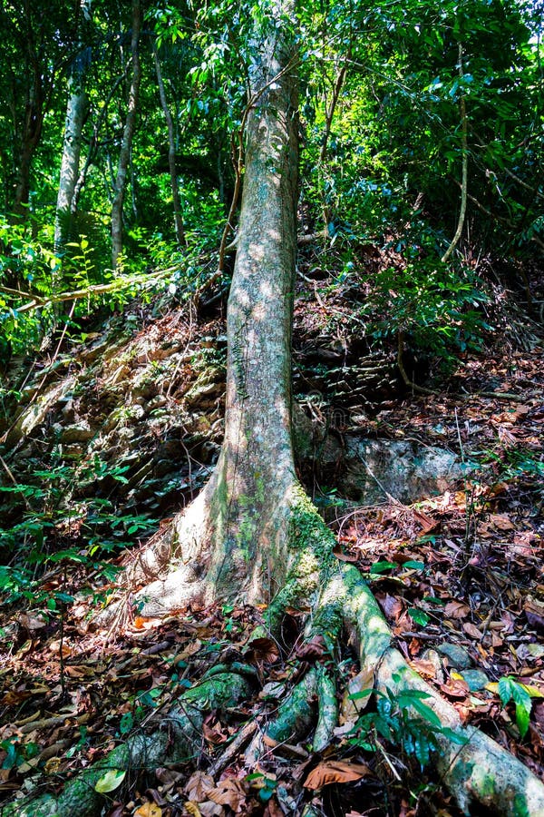 Amazing Chaos Tree Roots stock photo. Image of outdoor - 278043630