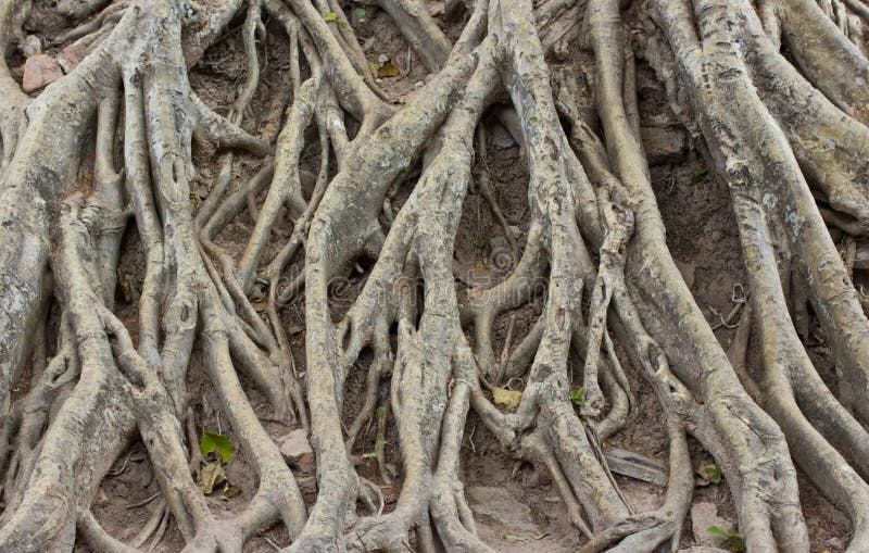 Underground roots stock illustration. Illustration of green - 6768991