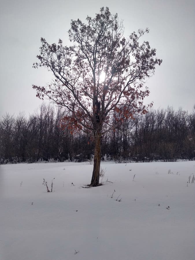 Amazing Click of Sun is Peeping through this Tree Stock Photo - Image ...